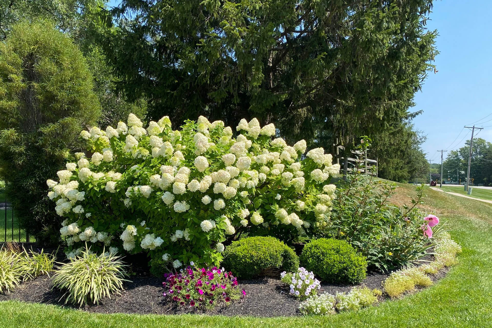 Softscapes - Trees, Plants, Shrubs and More